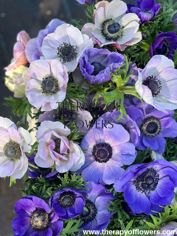 Anemone Mistral Plus® Blu 4/5 | Italian Anemone for Borders & Bouquets ...