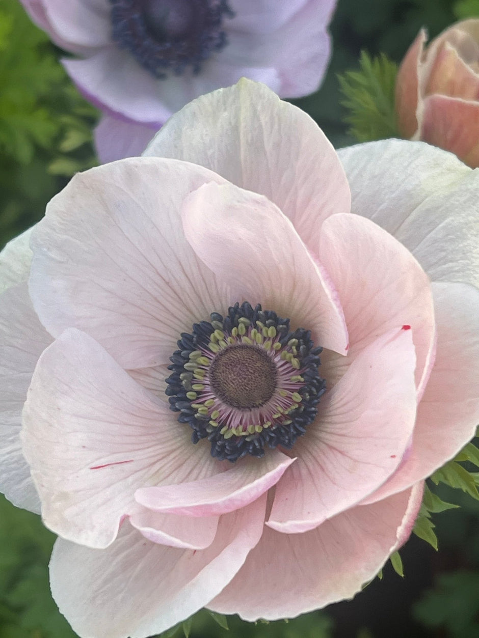 Pelargonium x hortorum seeds | Zonal geranium seeds – therapyofflowers.com