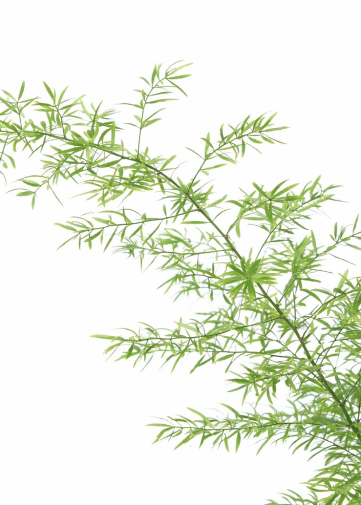 Asparagus densiflorus Cwebe Seeds | Emerald Fern | Cut Foliage | Buy ...