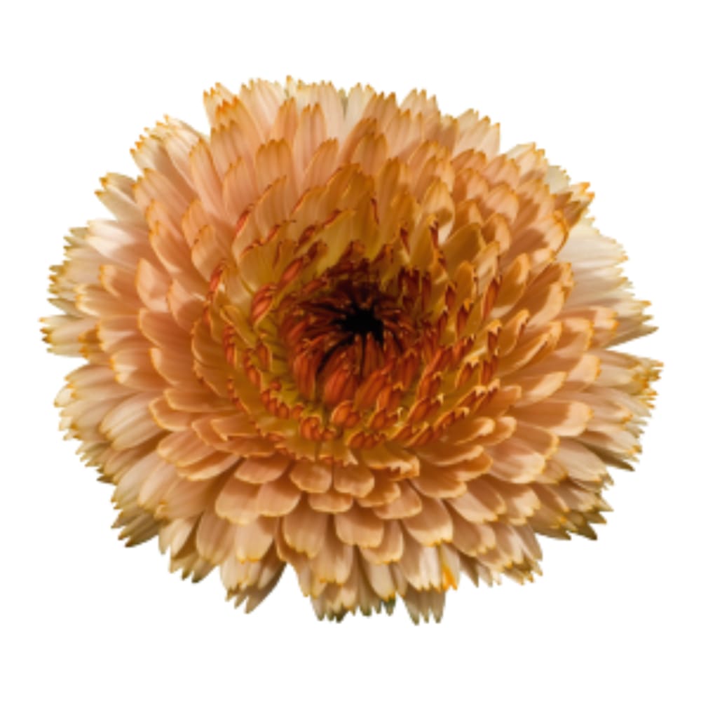 Calendula officinalis Touch of Red Buff | Cut flower – therapyofflowers.com