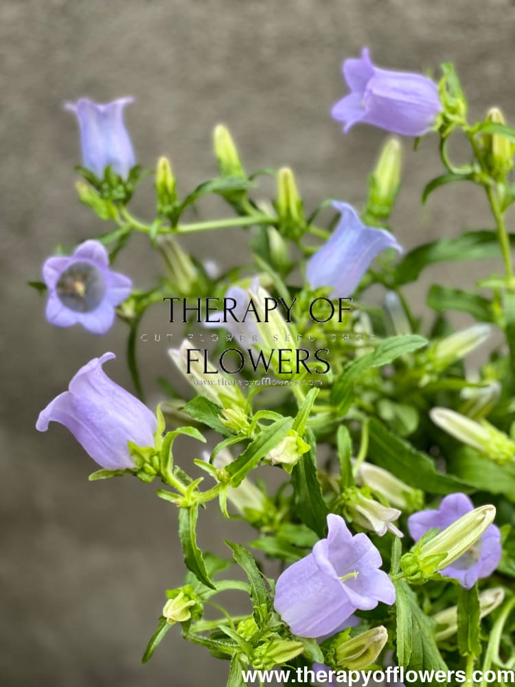 Campanula Medium Champion Lavender – Graceful Lavender Bell Flowers for ...
