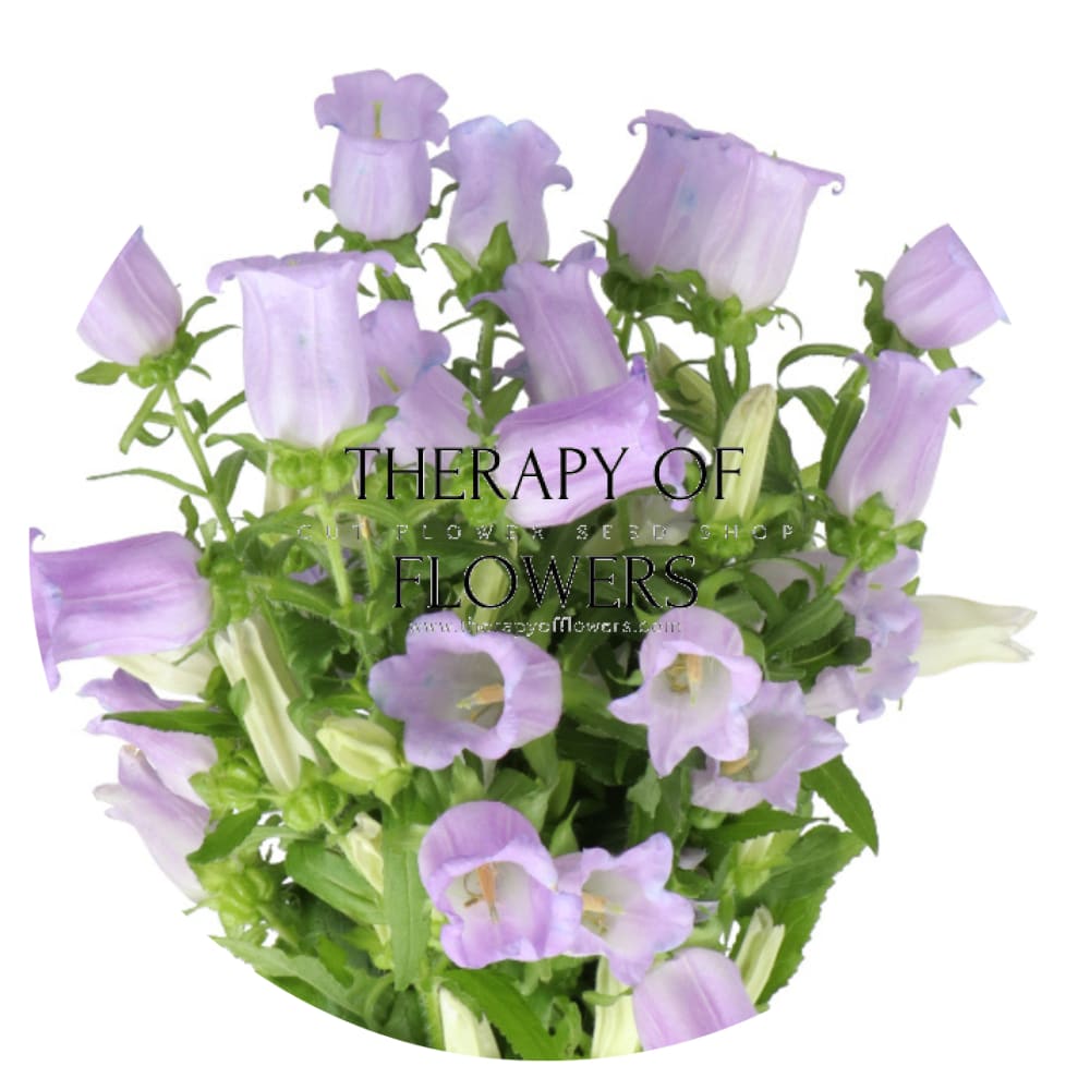 Campanula Medium Champion Lavender – Graceful Lavender Bell Flowers for ...