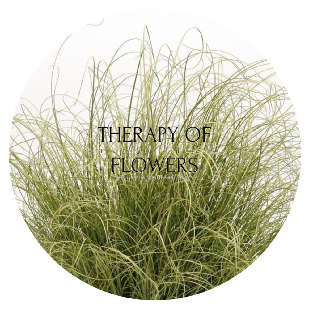 Carex comans 'Amazon Mist' | Graceful Ornamental Sedge for Lush Texture ...