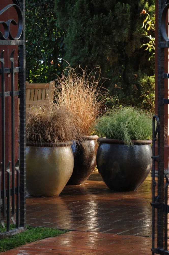 Carex comans 'Amazon Mist' | Graceful Ornamental Sedge for Lush Texture ...