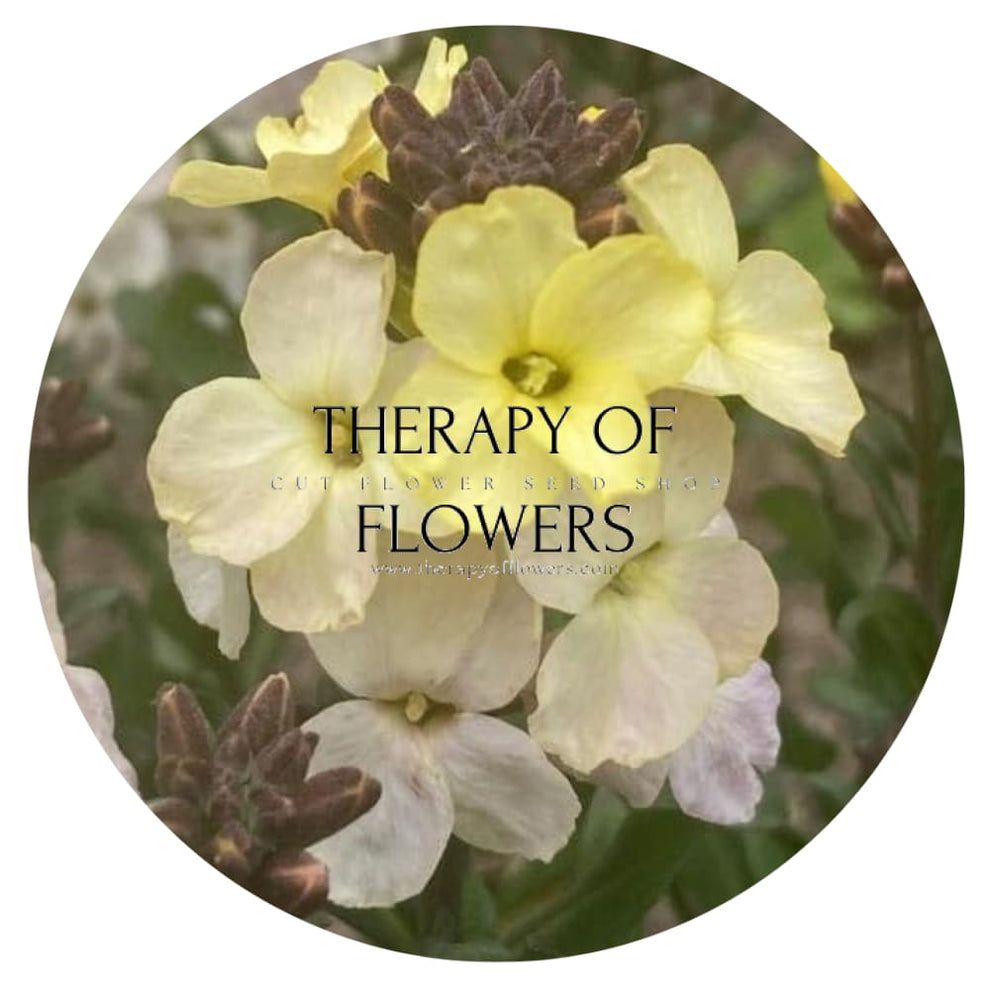 Erysimum cheiri ‘Ivory White’ Seeds | English Wallflower | Fragrant Cottage Garden Biennial ...