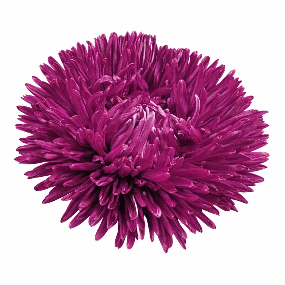 China Aster ‘Gala Purple’ | Callistephus chinensis | Purple Double ...