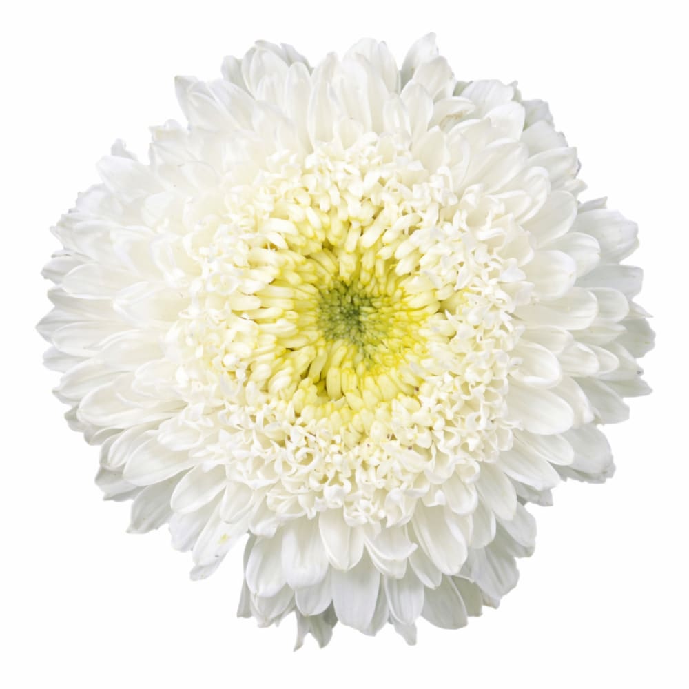 China Aster Matador® White | Callistephus chinensis | Large Double ...