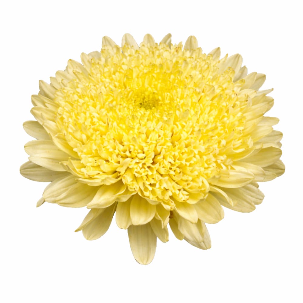 China Aster Matador® Yellow | Callistephus chinensis | Bright Yellow ...