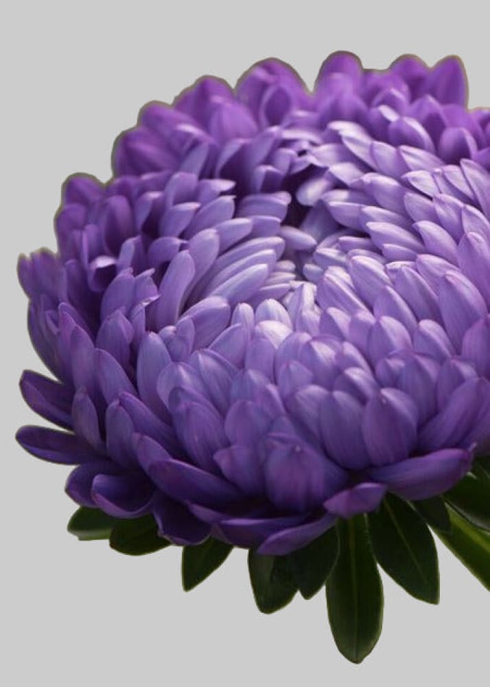 Aster Tower Blue – Stunning Blue Peony-Shaped Blooms for Gardens and ...