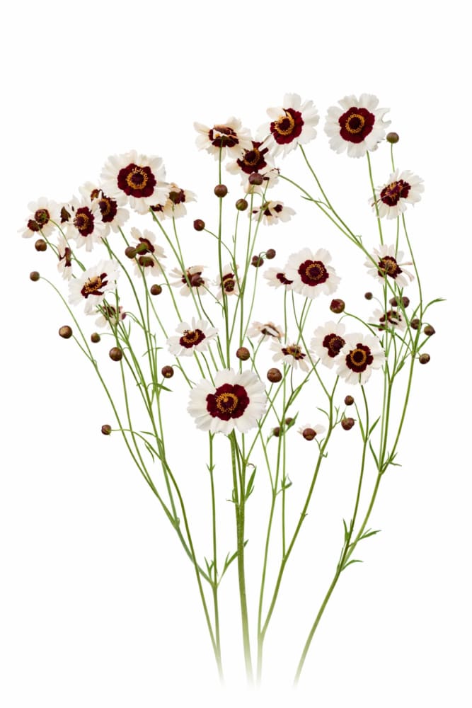 Coreopsis tinctoria Corusco Cream-Red Seeds | Creamy-White Flowers with ...