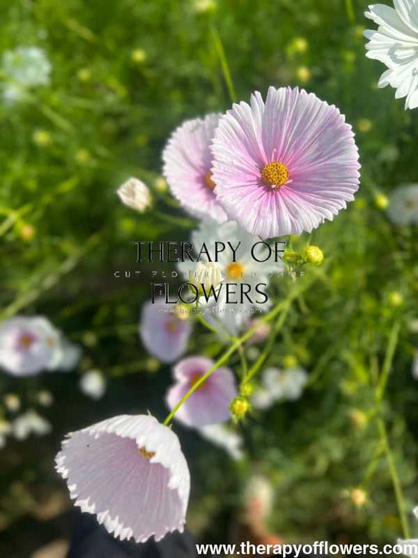 Cosmos bipinnatus Cupcakes Blush - therapyofflowers.com