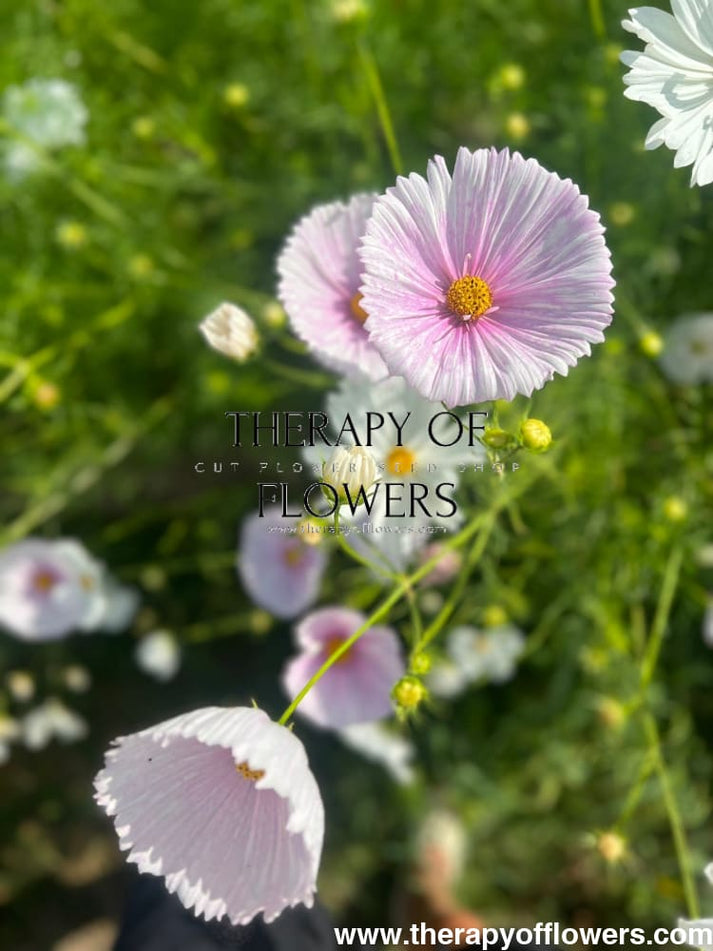 Cosmos bipinnatus Cupcakes Blush - therapyofflowers.com
