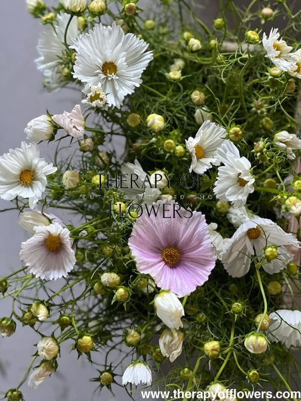 Cosmos bipinnatus Cupcakes Blush - therapyofflowers.com