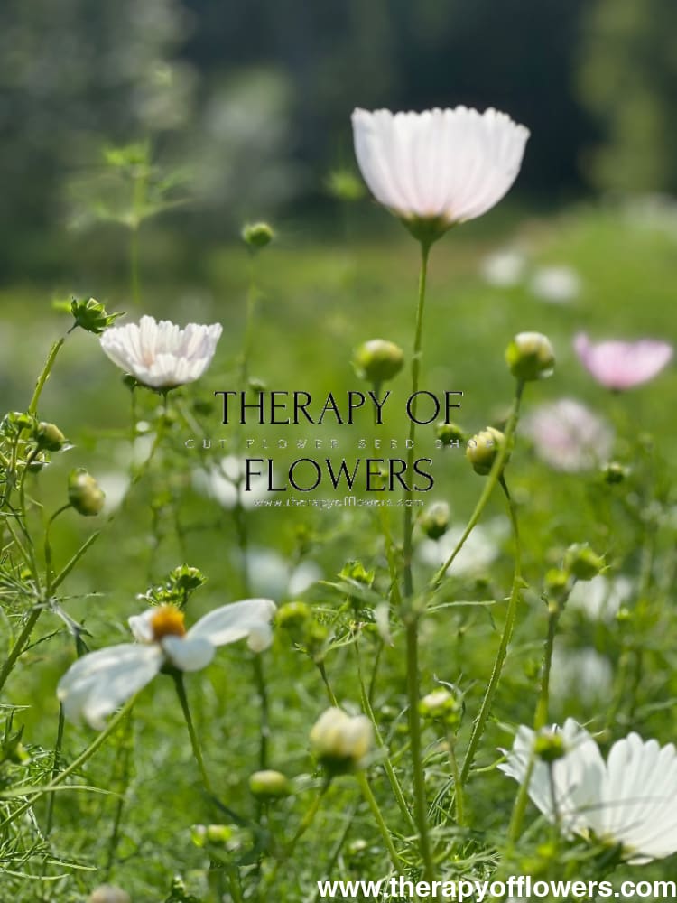 Cosmos bipinnatus Cupcakes Blush - therapyofflowers.com