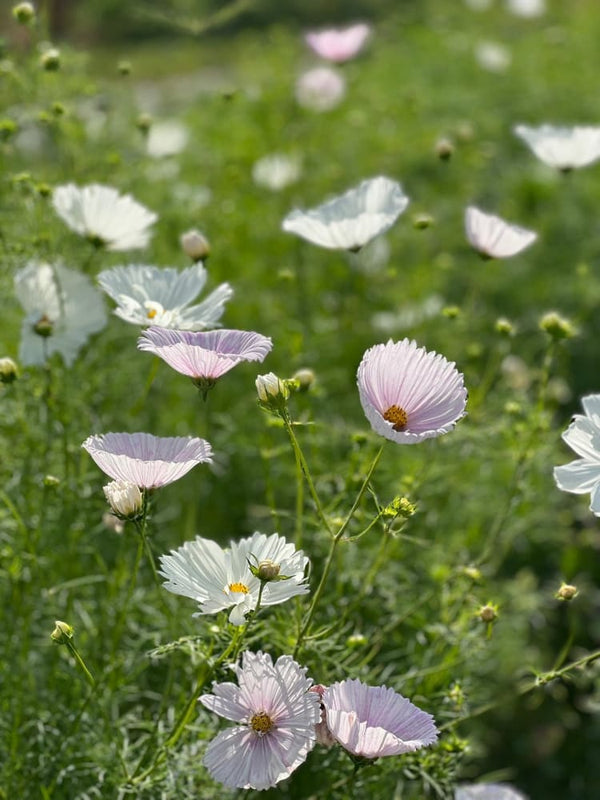 Cosmos bipinnatus Cupcakes Blush - therapyofflowers.com