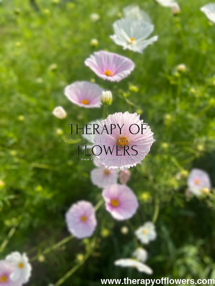 Cosmos bipinnatus Cupcakes Blush - therapyofflowers.com