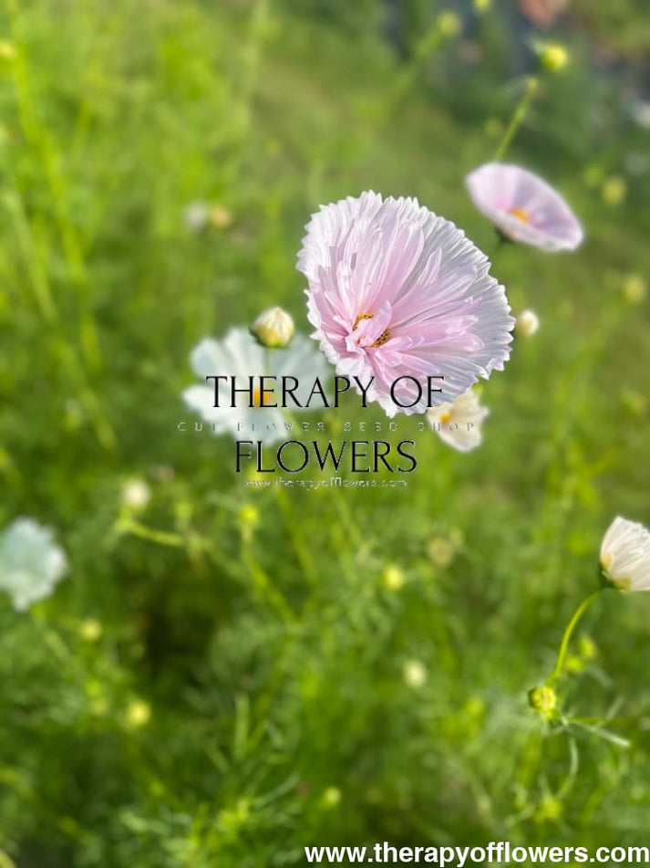 Cosmos bipinnatus Cupcakes Blush - therapyofflowers.com