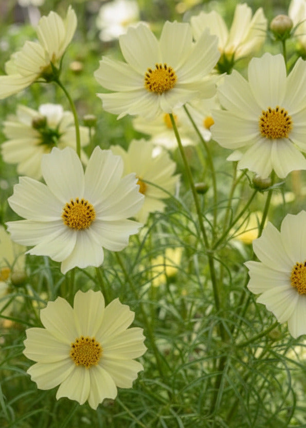 Cosmos bipinnatus ‘Kiiro’ Seeds | Pastel Yellow Japanese Cosmos ...