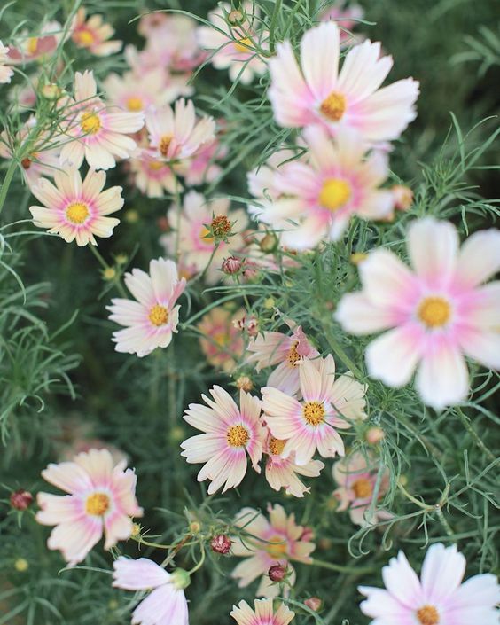 Cosmos bipinnatus Apricot Lemonade – therapyofflowers.com