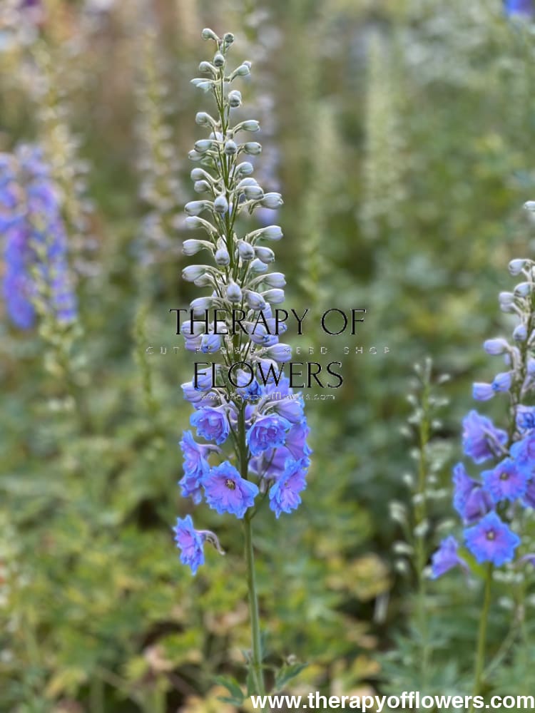 Delphinium elatum Magic Fountains Sky Blue White Bee | Delphinium | Sky ...
