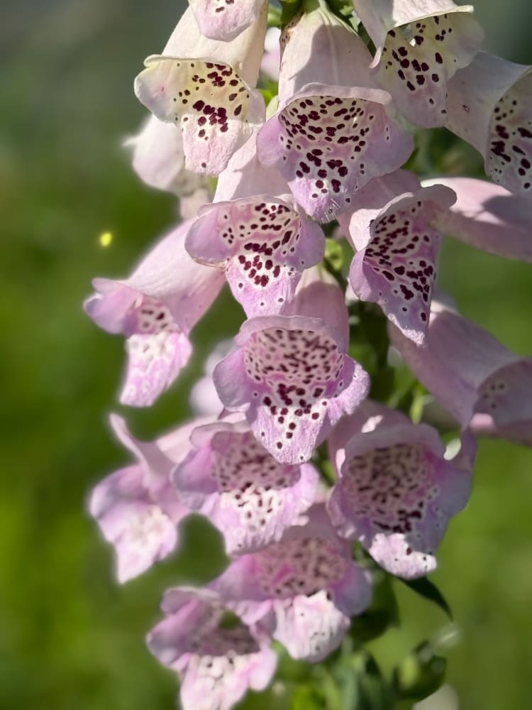 Digitalis Purpurea Camelot Lavender F1 - Elegant Foxglove Variety ...