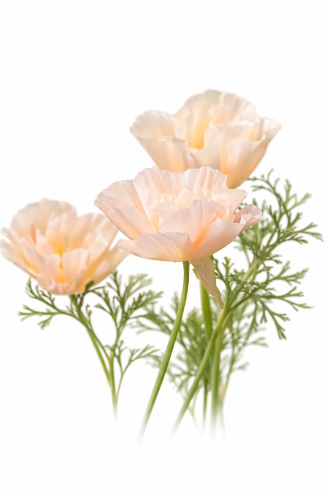 Eschscholzia californica Thai Silk Pink Champagne Seeds | California ...