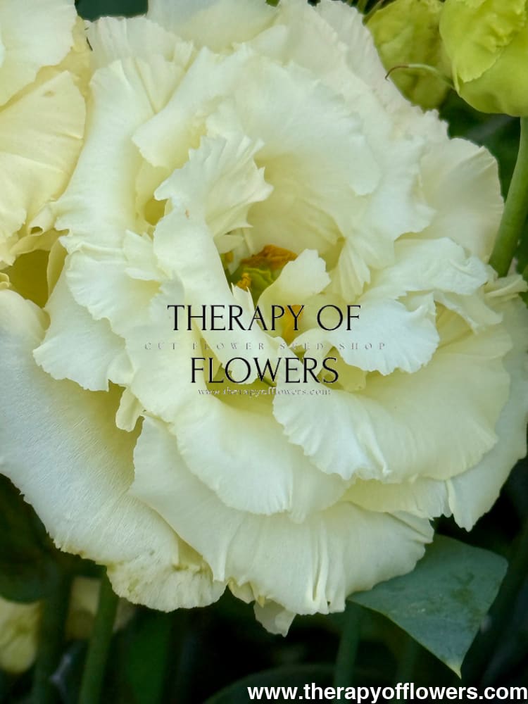 Eustoma grandiflorum Corelli™ SU III Yellow F1 | Premium Lisianthus ...