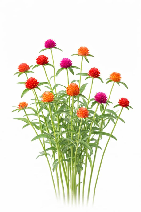 Gomphrena QIS® Formula Mix Seeds | Globe Amaranth for Cut Flowers ...