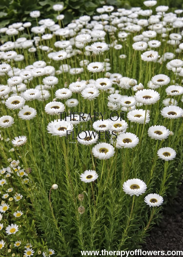 Helipterum roseum | Everlasting Pierrot Seeds | Dried & Cut Flower ...