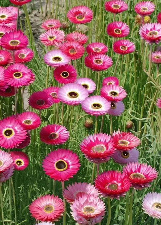 Gypsophila elegans Seeds | Baby’s Breath Cut Flower – therapyofflowers.com