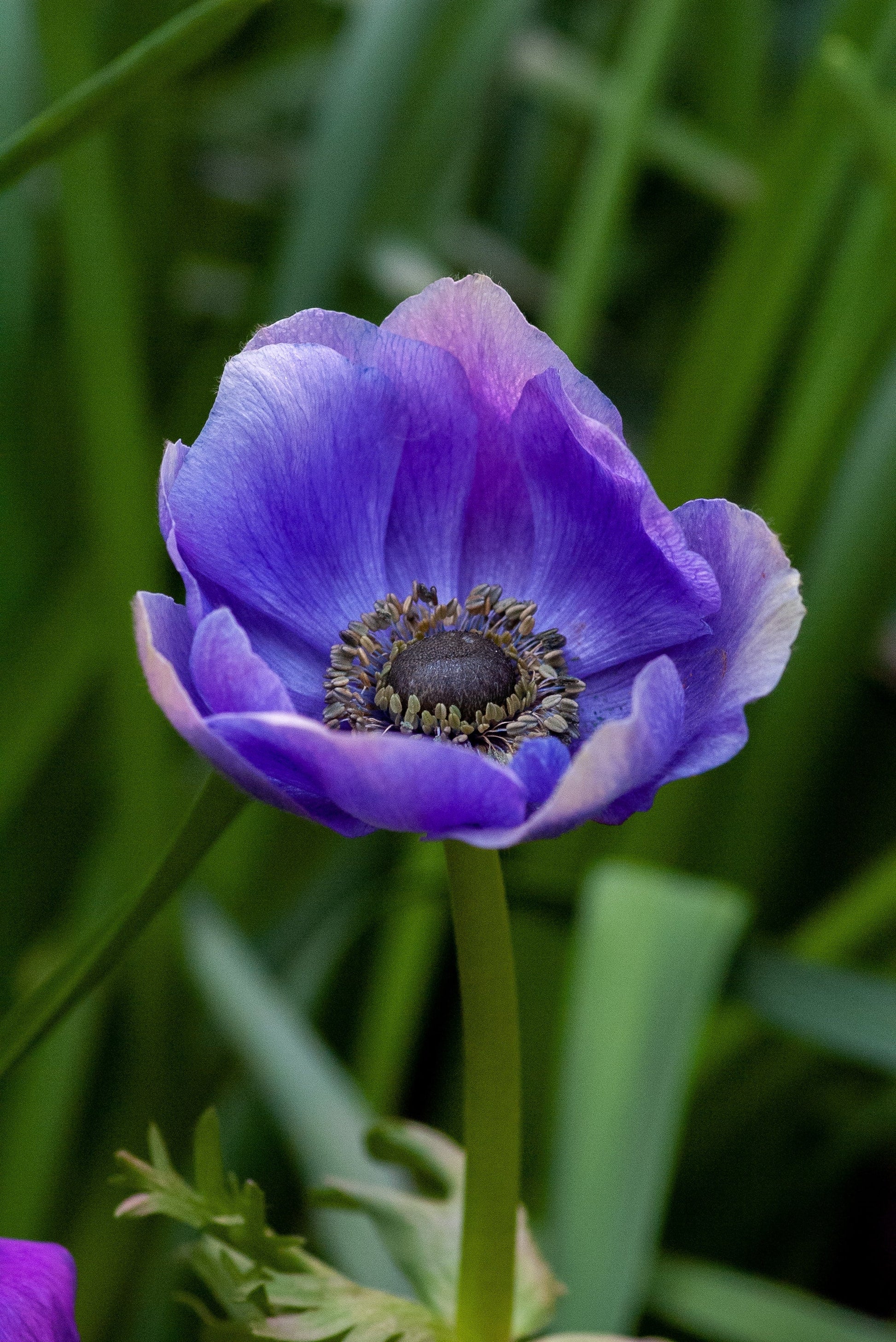 Anemone Mistral Plus® BLU – therapyofflowers.com