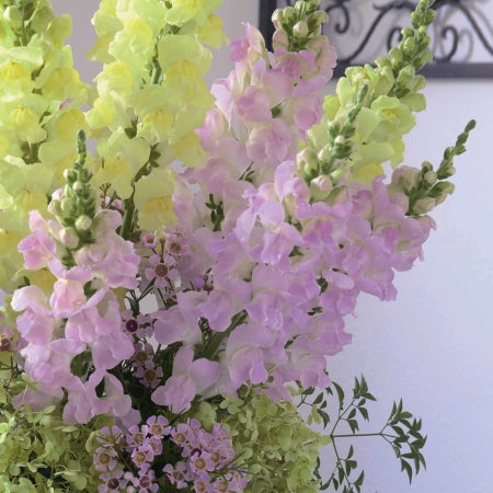 Snapdragon Legend Light Pink F1 – therapyofflowers.com