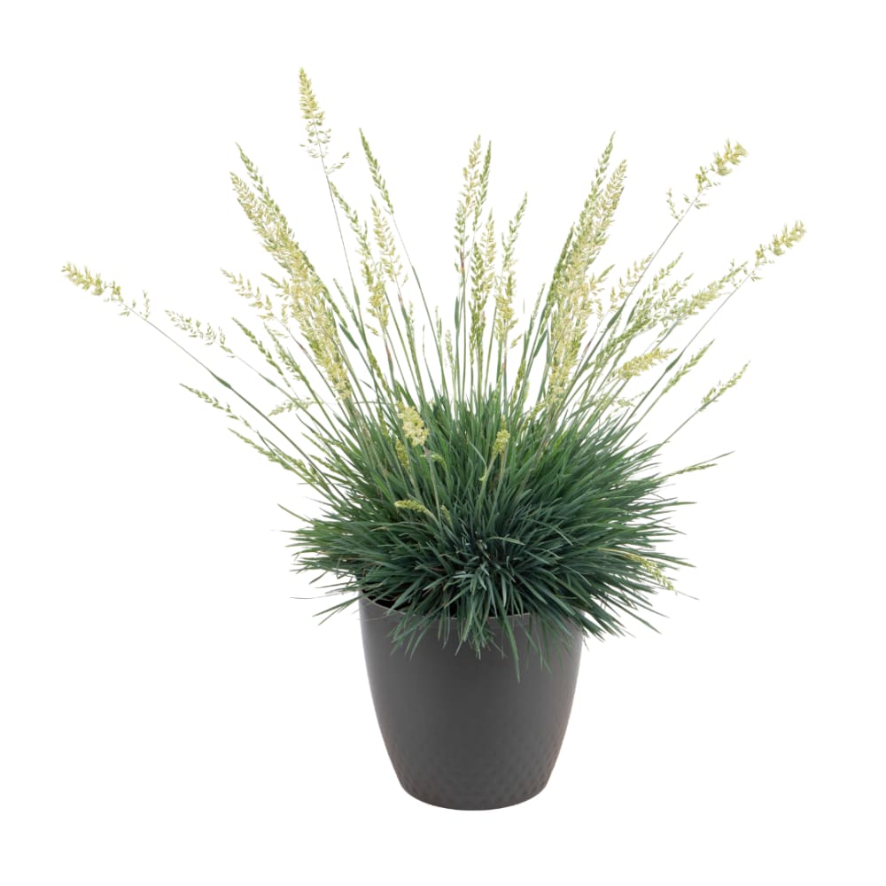 Koeleria glauca 'Bluey' | Blue Hair Grass – Low-Maintenance, Drought ...