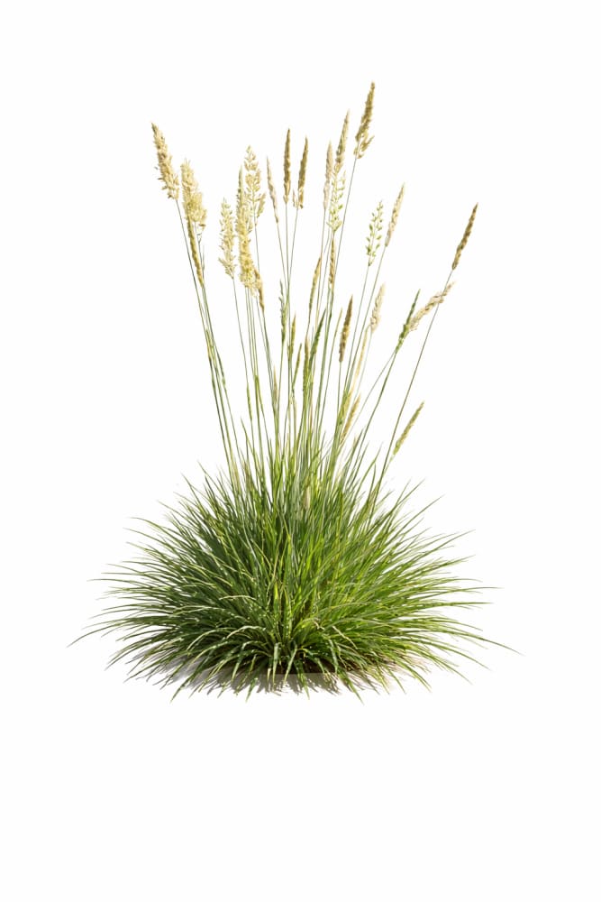 Koeleria glauca 'Bluey' | Blue Hair Grass – Low-Maintenance, Drought ...