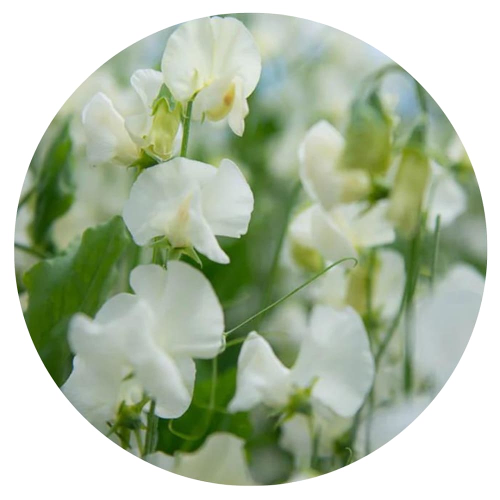 Spring 'Sunshine Cream' Sweet Pea – Early Blooming, Elegant Cream ...