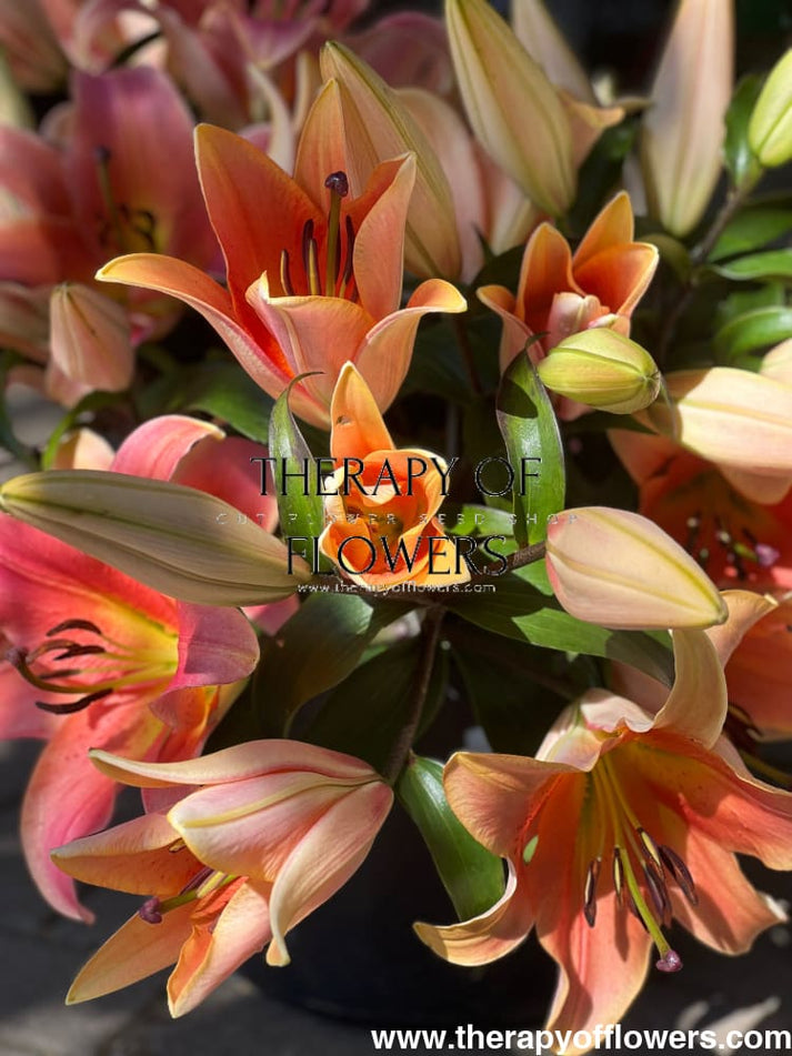 Lilium longiflorum x oriental hybrid Lily Zelmira (OT ...