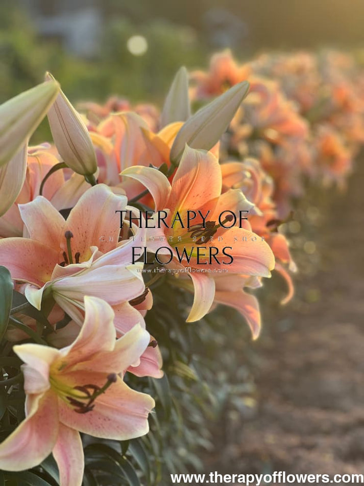 Lilium longiflorum x oriental hybrid Lily Zelmira (OT ...