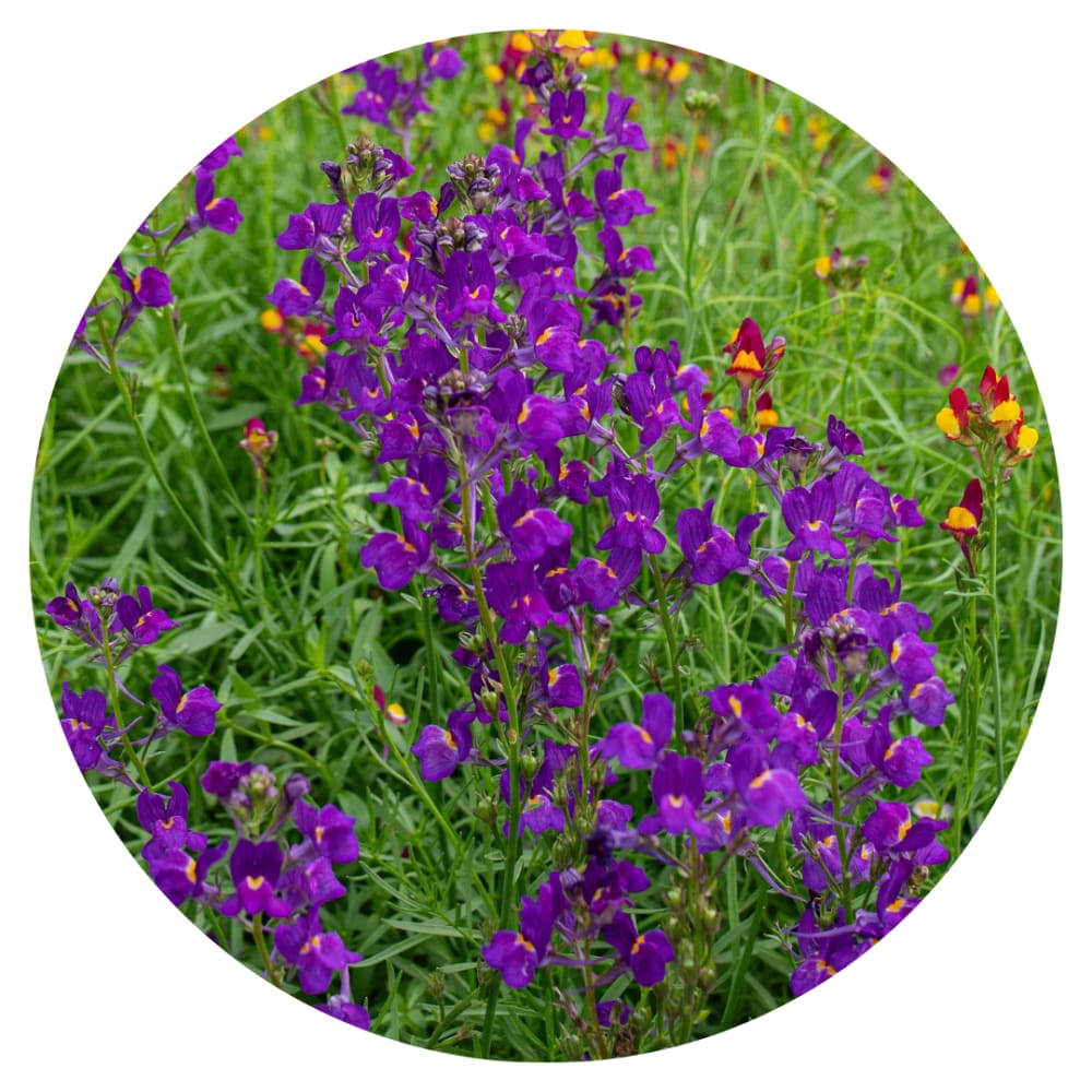 Linaria maroccana Licilia Violet | Deep Violet-Blue Toadflax Seeds ...