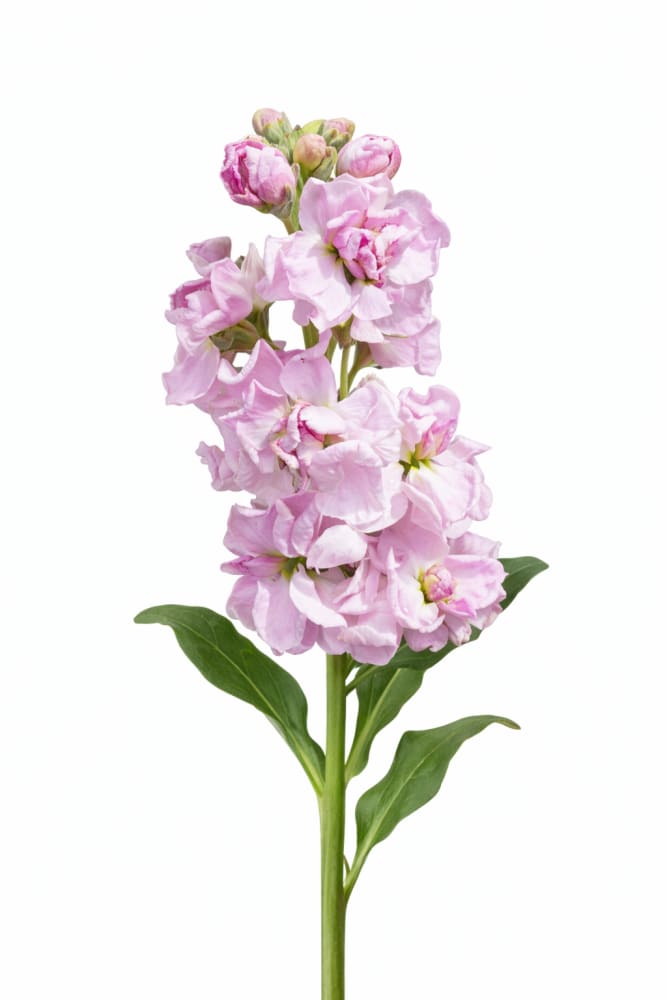 Matthiola incana Katz Cherry Blossom | Fragrant Stock Seeds for Cut ...