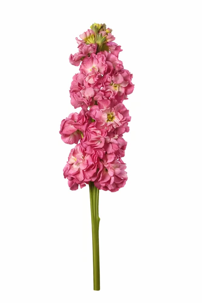 Matthiola incana StoX® Rose Pink | Ideal for cut flowers, floral ...