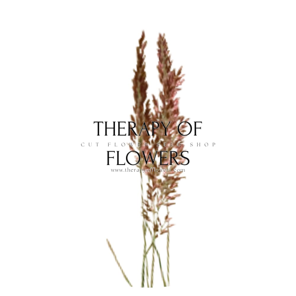 Melinis nerviglumis 'Savannah' | Drought-Tolerant Ruby Grass with ...