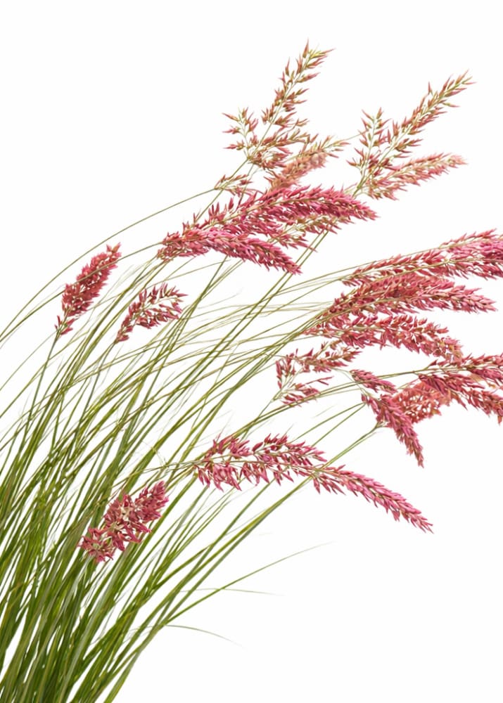 Melinis nerviglumis 'Savannah' | Drought-Tolerant Ruby Grass with ...