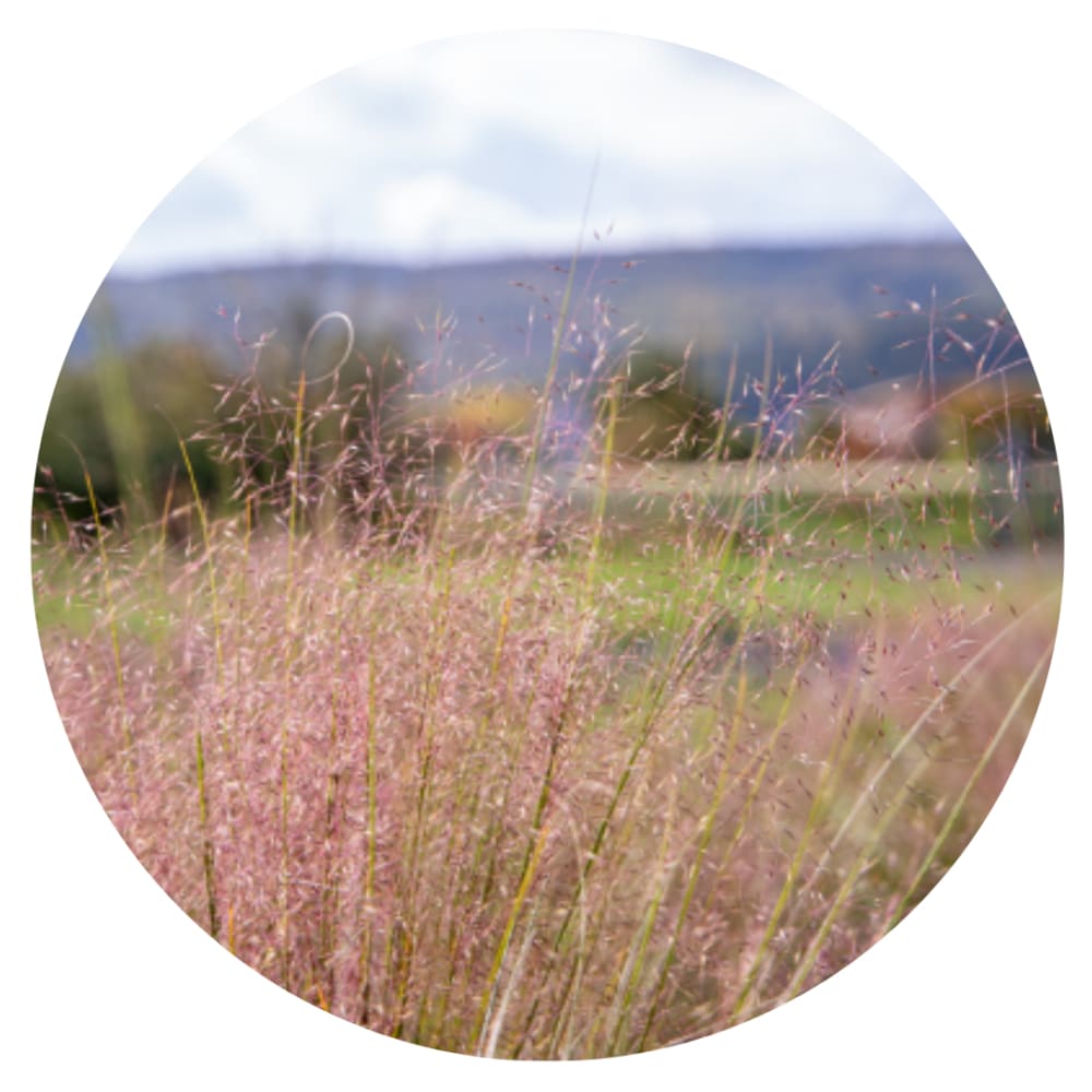 Muhlenbergia capillaris 'Ruby' | Pink Muhly Grass – Airy Pink Blooms ...