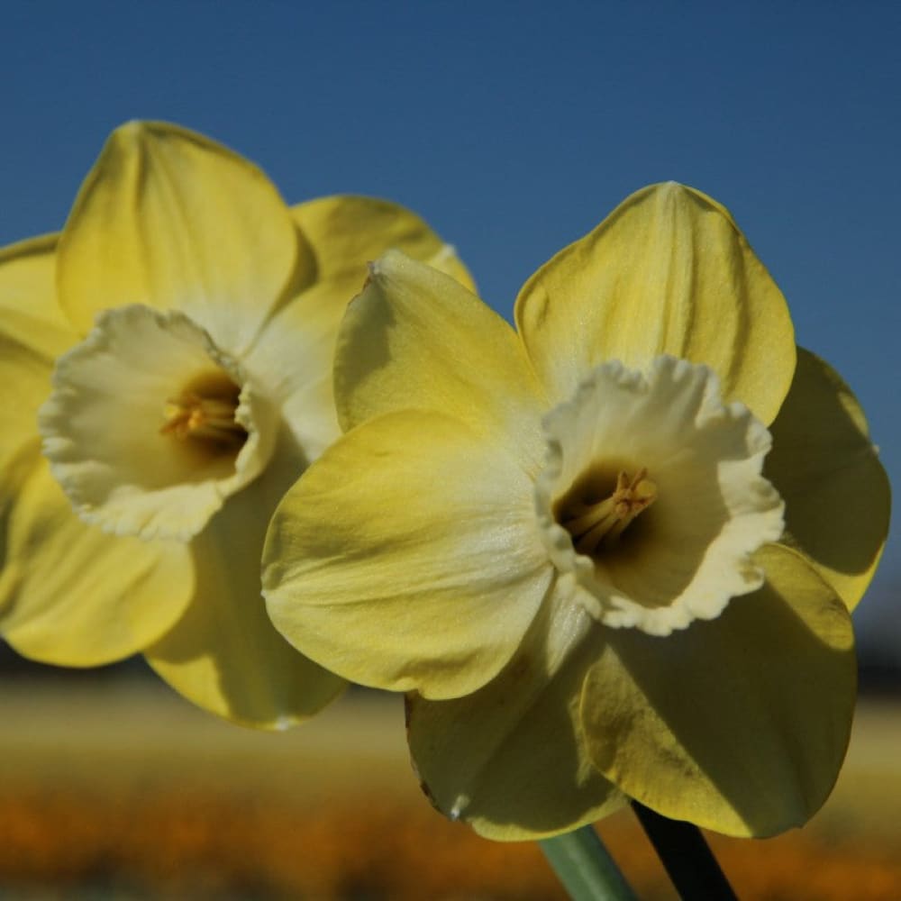 Narcissus Avalon - Elegant Soft Yellow Daffodil | Fragrant Spring ...