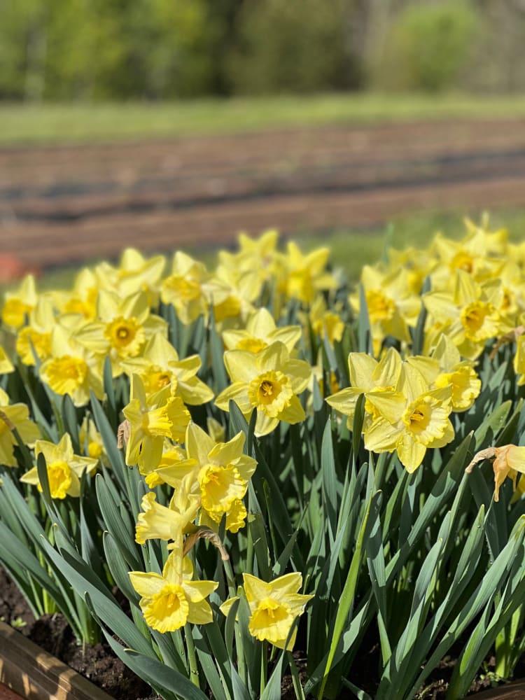 Narcissus 'Ladea' | Large Cupped Daffodil Bulbs | Cream & Yellow Spring ...