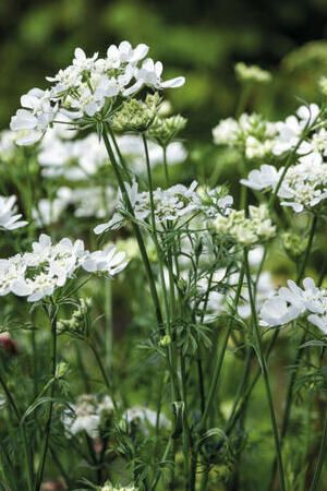 Orlaya grandiflora White Lace | Elegant Filler flower ...
