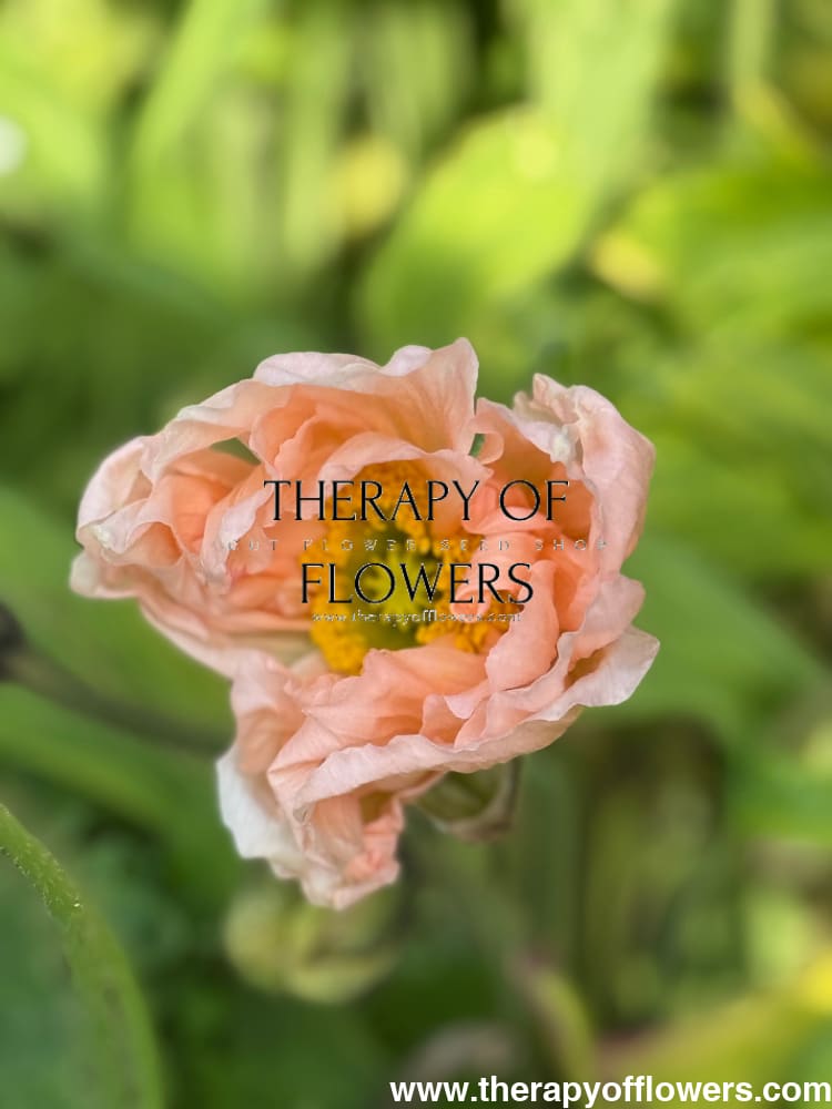 Pavot d’Islande Colibrì® CHIARO PASTELLO graines | Papaver nudicaule ...