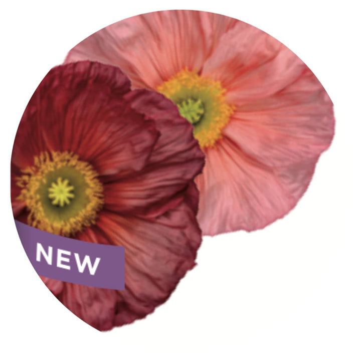 Papaver | Iceland Poppy Seeds – Vibrant, Delicate Blooms for Your ...