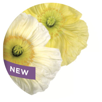 Papaver | Iceland Poppy Seeds – Vibrant, Delicate Blooms for Your ...