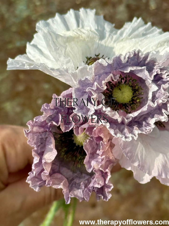 Papaver | Iceland Poppy Seeds – Vibrant, Delicate Blooms for Your ...